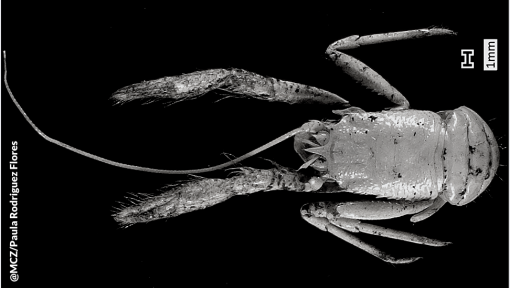 Scientists Discover Five New Species of Deep-Sea Squat Lobster: One ... Scientists Discover Five New Species of Deep-Sea Squat Lobster: One ...